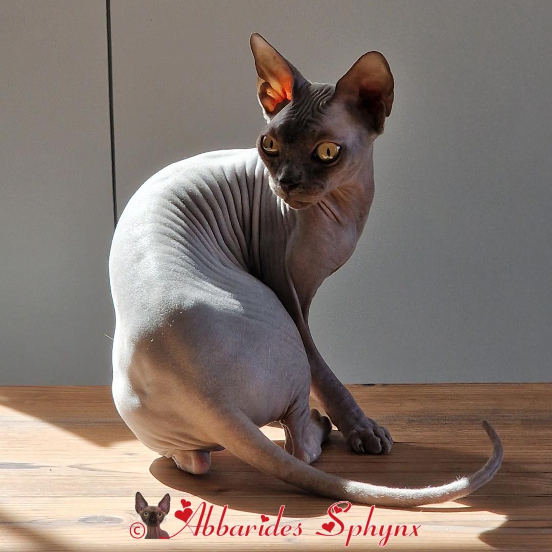 Sphynx unicolore - Abbarides Cattery