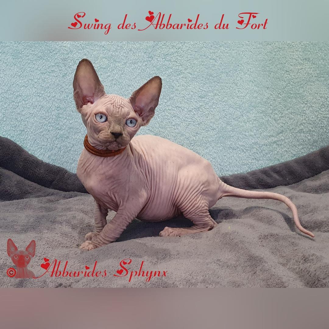 Sphynx point ou mink - Abbarides Cattery